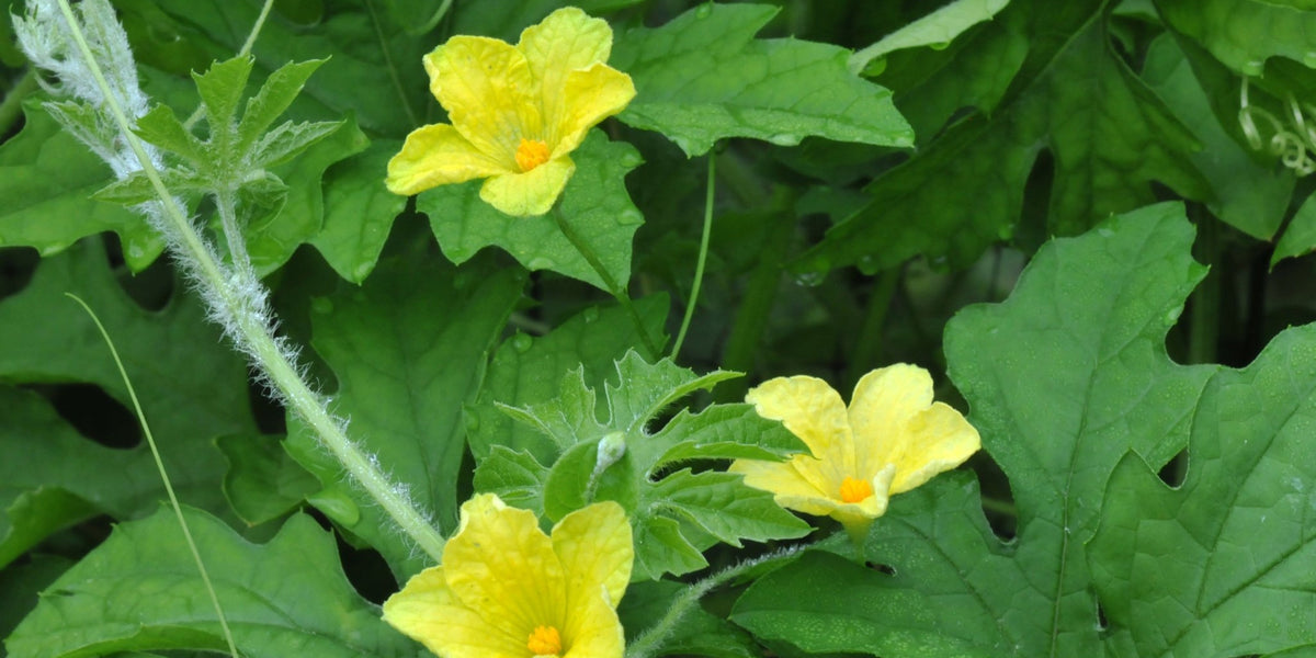 Bitter Melon: Exploring its Uses and Benefits — Caribbean garden seed