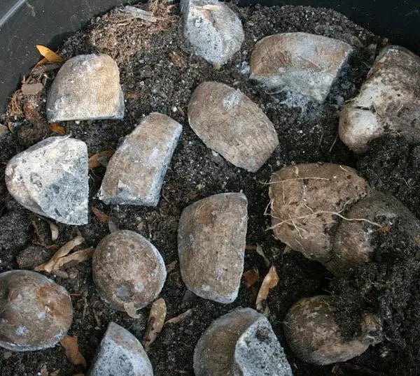 How To Grow Yams - Caribbean garden seed