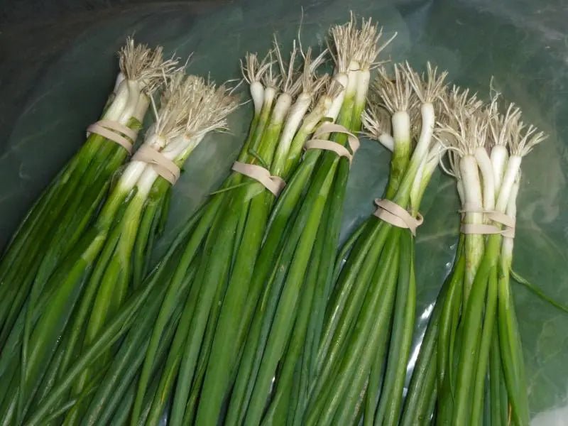 Master the Art of Growing Alliums from Seeds - Caribbean garden seed