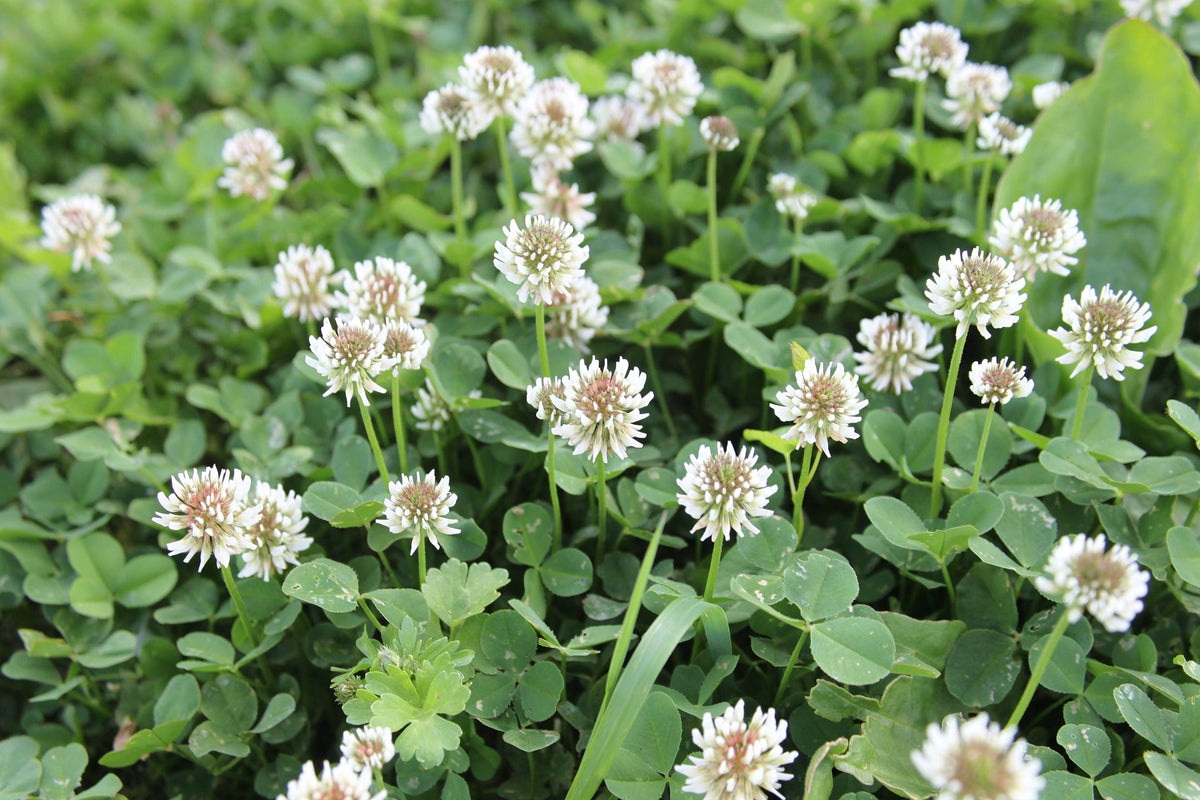 The Ultimate Guide to Cover Crops — Caribbean garden seed
