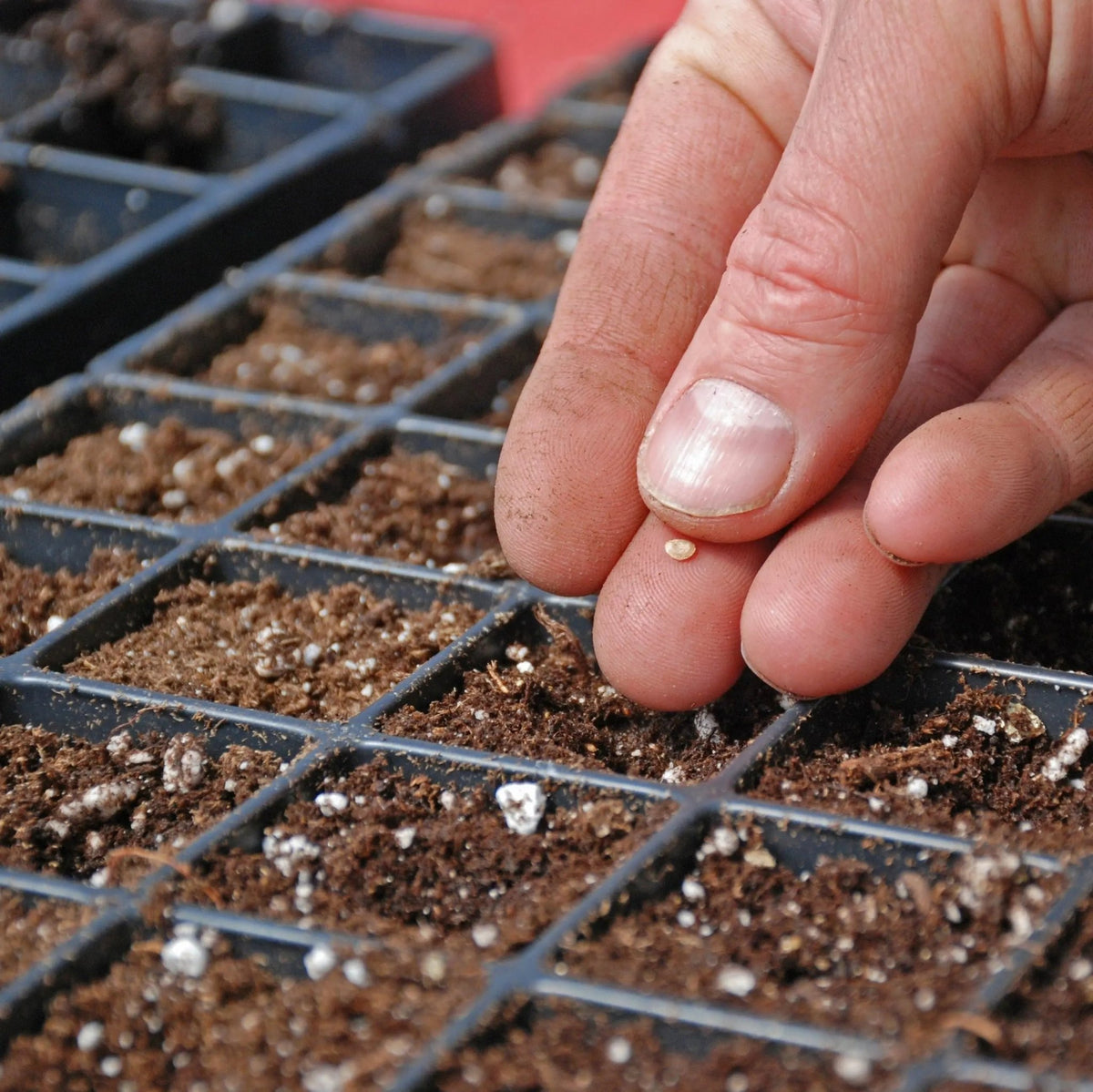 The Ultimate Guide to Starting Seeds Indoors with 100% Success Rate ...
