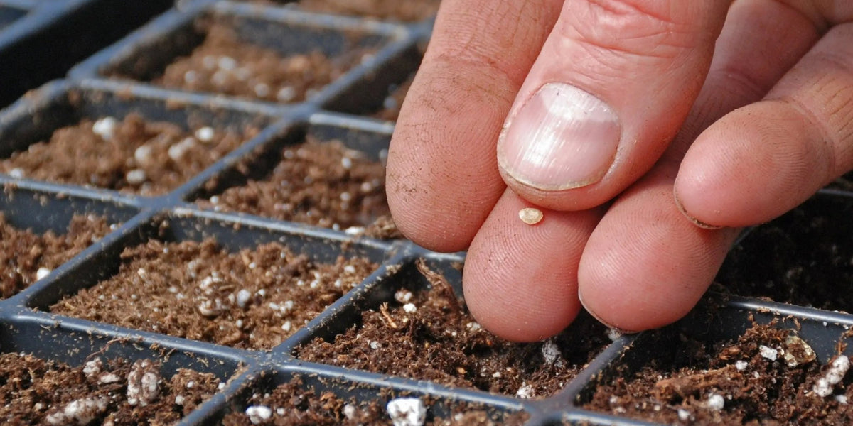 The Ultimate Guide to Starting Seeds Indoors with 100% Success Rate ...