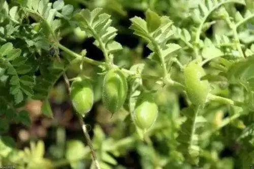 Bean Seeds - Black Garbanzo - Organic -Microgreen,Sprouting, Cover ...