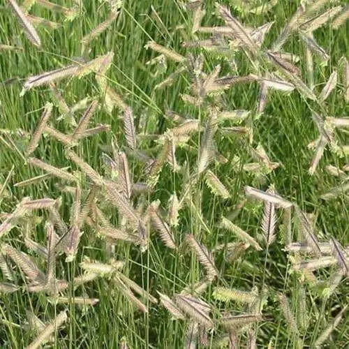 Blue Gamma Grass seeds (Bouteloua gracilis) Warm Season ,Perennial ...