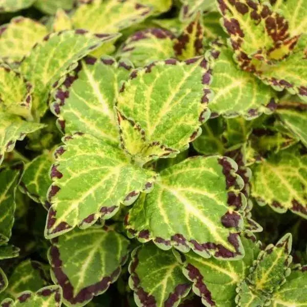 Coleus Bonnie Gold ,LIVE STARTER PLANT,SHADE LOVING FOLIAGE — Caribbean ...