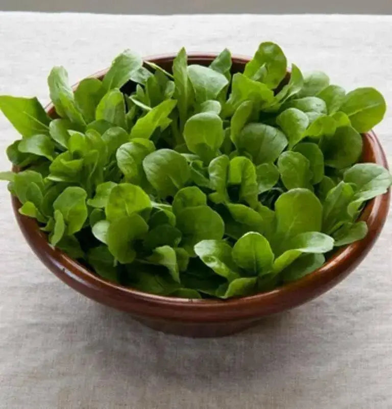 Dutch Corn Salad, Herb Seeds , Mâche,Lamb's Lettuce — Caribbean garden seed