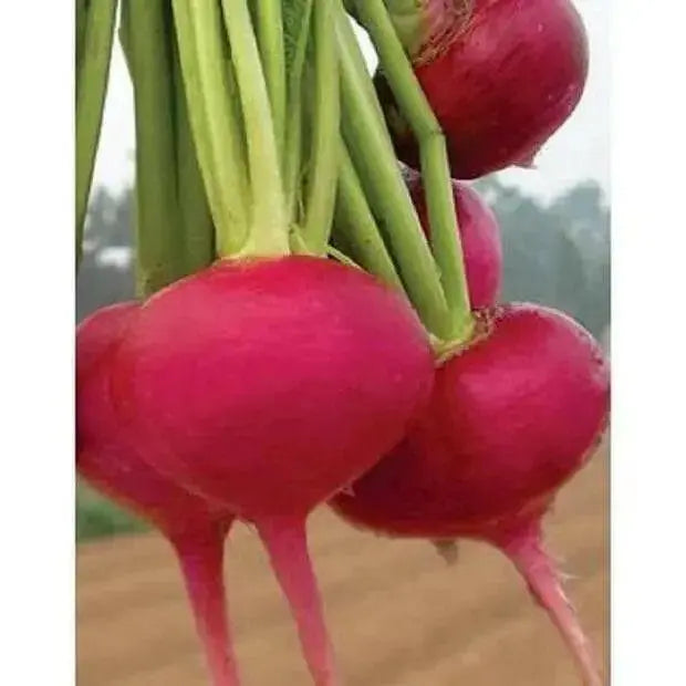 Japanese Red Turnip Seeds, Red Round , Brassica rapa var rapifera ...