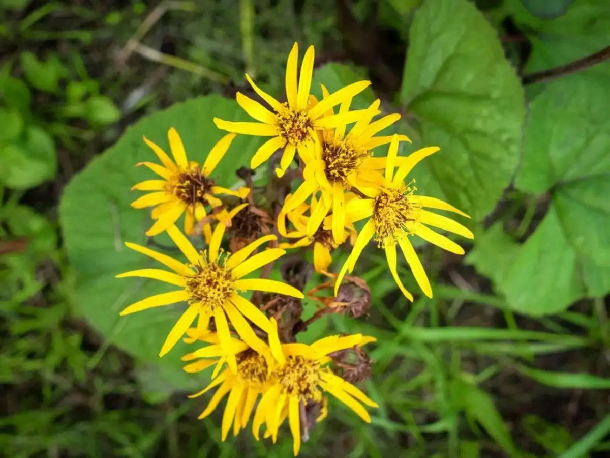 Ligularia Fischers Ragwort,Gom Chwi. Asian Vegetable SEEDS ...