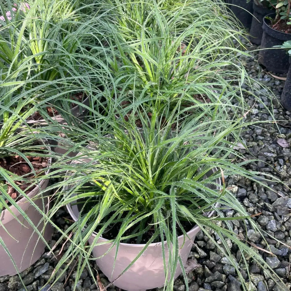 Luzula Colorgrass Lucius(LIVE PLANT) ORNAMENTAL FOLIAGE — Caribbean ...