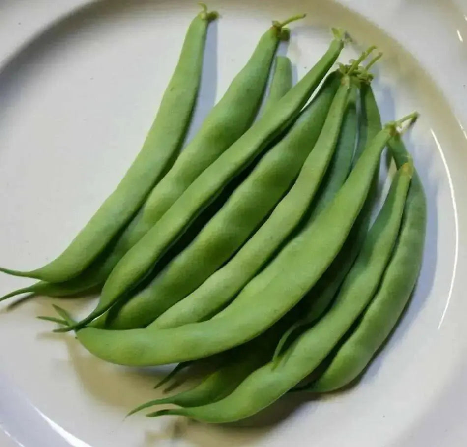 BEAN SEEDS - MCCASLAN - Organic Pole — Caribbean garden seed