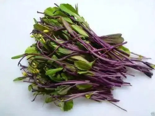 Purple Choy Sum seeds (kosaitai) Asian Vegetable — Caribbean garden seed