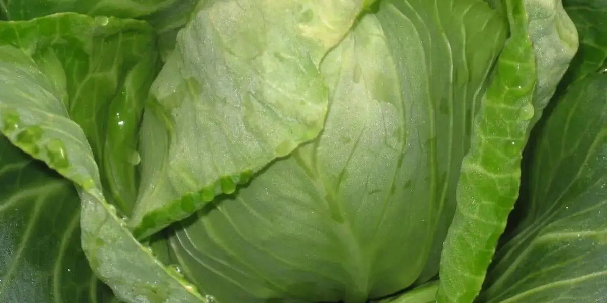 Tropicana cabbage Seeds, Annual Vegetable, CARIBBEAN PRODUCTS ...