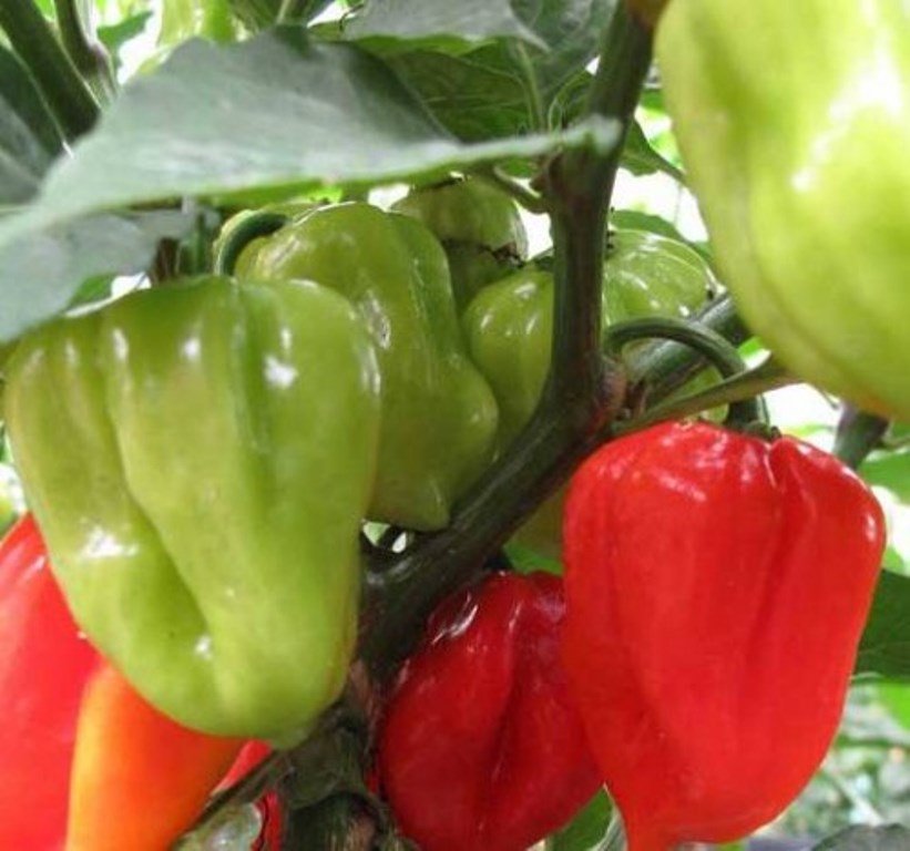 Aji Dulce #2 (LIVE Pepper PLANT ) ANNUAL VEGETABLE - Caribbean garden ...